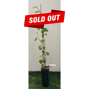 Nursery – IV Organics