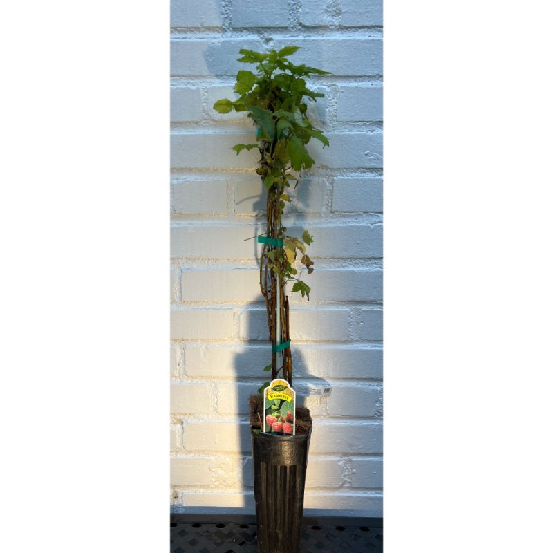 IV Organics – Total Plant Health Products and Tips