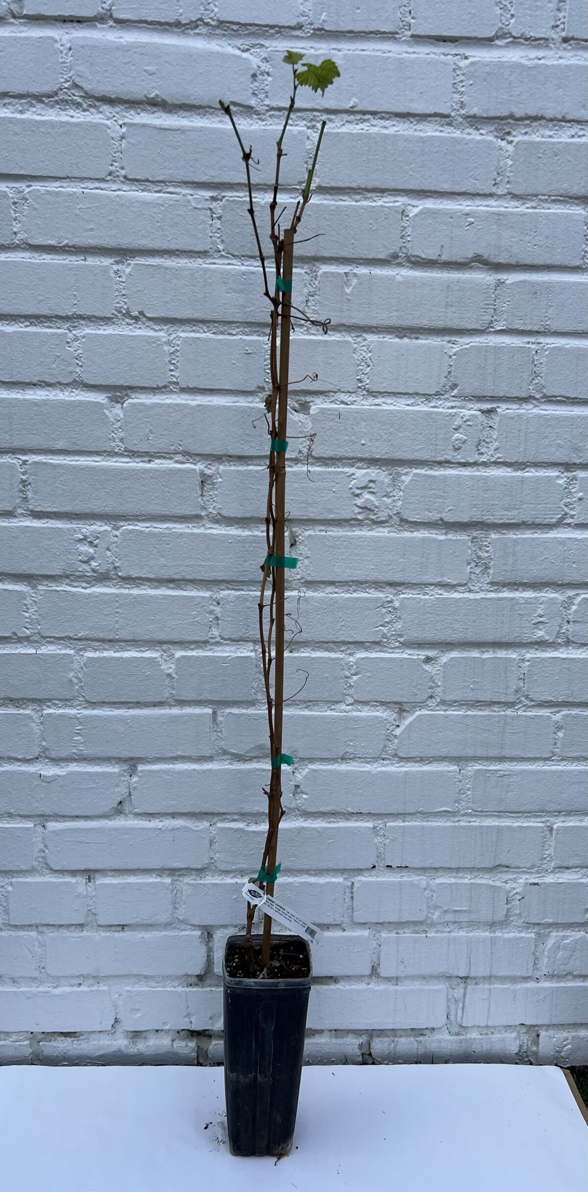 D.W.N. Cabernet Sauvignon Grapevine Potted Plant – IV Organics